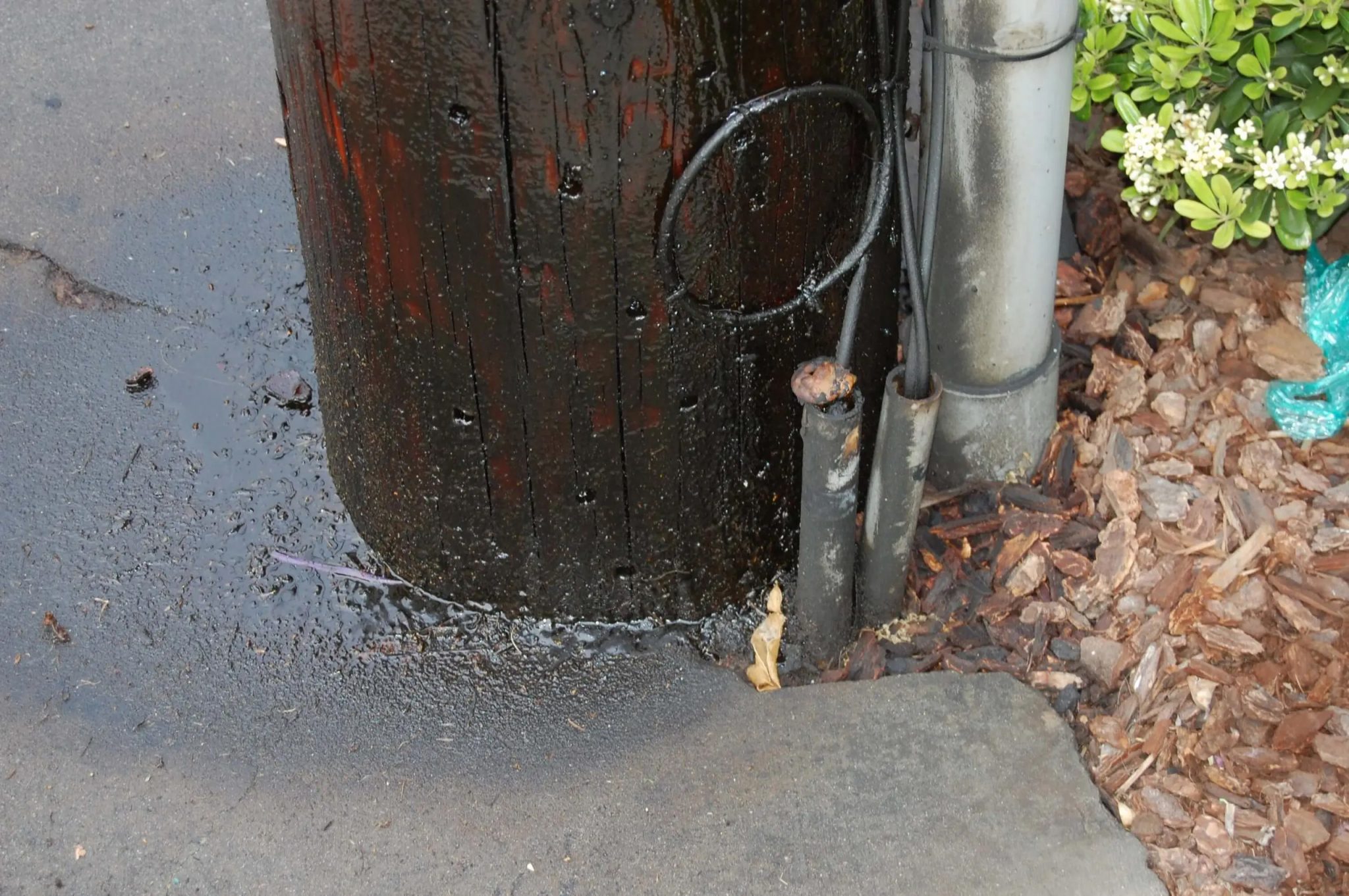 Innovative technology promises solution to toxic utility poles | The ...