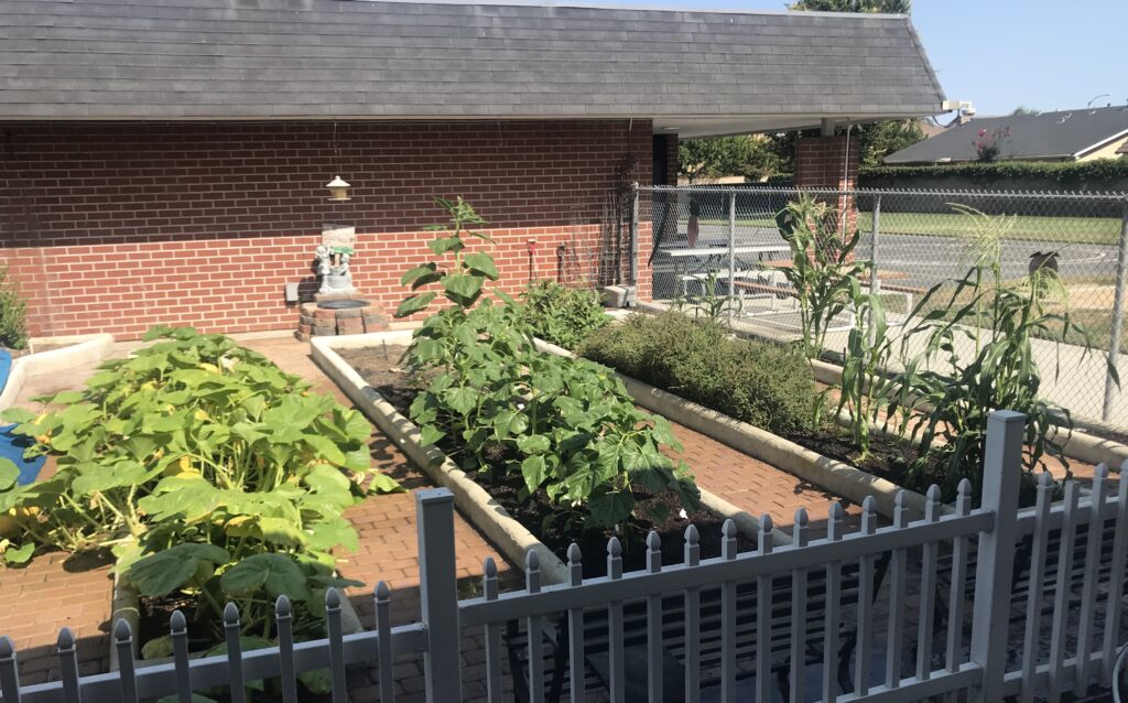Landell Elementary garden is ready for harvest | The Event News Enterprise